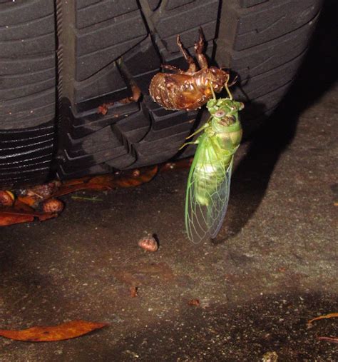The Oakland Press Blogs Earths Almanac Cicadas And Cicada Killer Wasps Signal Summers End