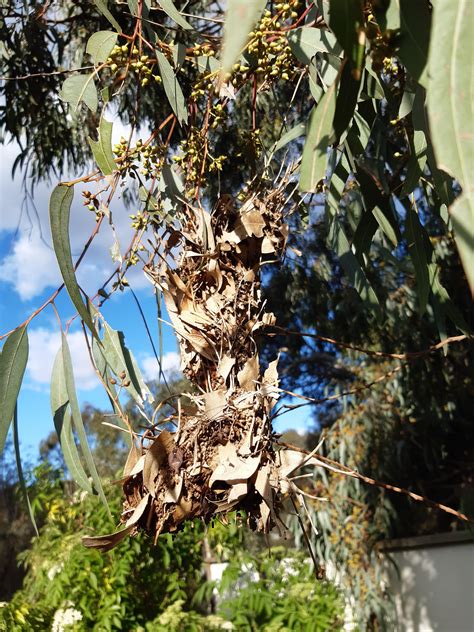Stink Bug Nest Rinsects