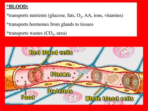 Circulatory System Ppt Download