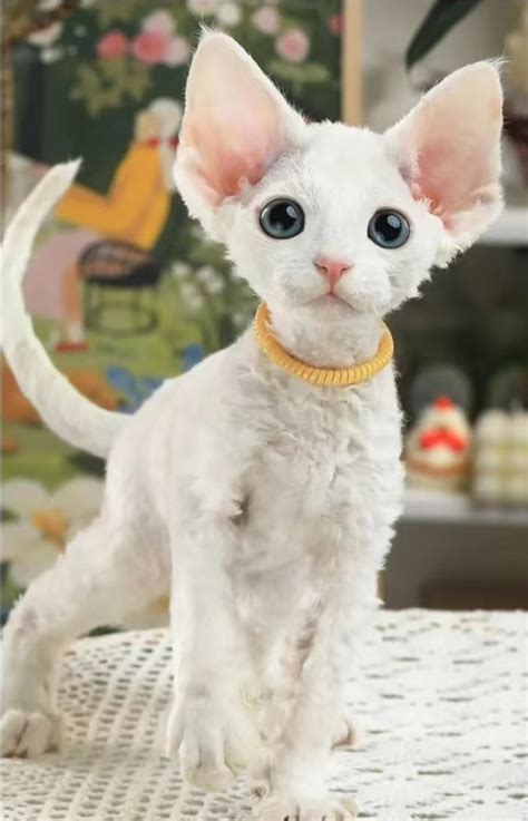 德文捲毛貓 貓 产品展示 Lovely Pet