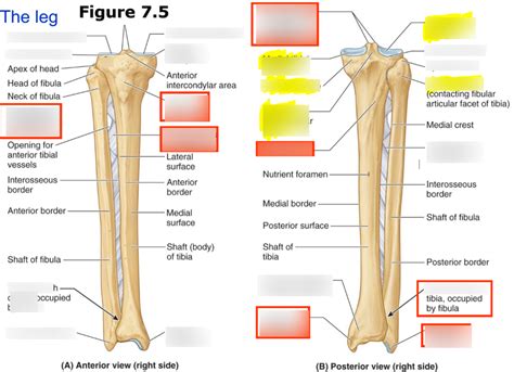 Diagram Of Tibia Quizlet