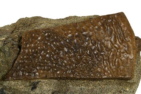 2 6 Cretaceous Fossil Turtle Shell In Rock Judith River Formation 326445 For Sale