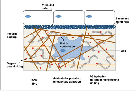 Figure 1 From The Extracellular Matrix Structure Composition Age