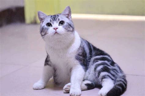 虎纹加身的美国短毛猫