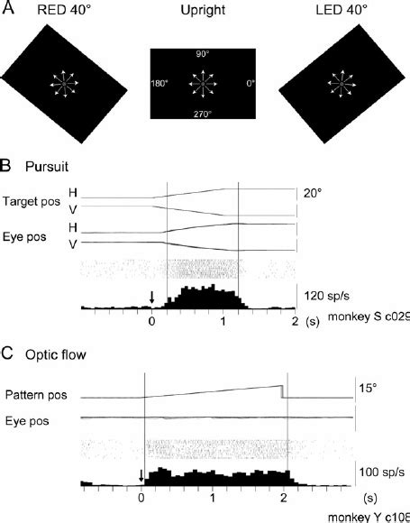 Behavioral Tasks Used To Differentiate Head Centered Coordinates And Download Scientific