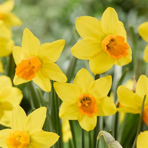 Iris Alida Dwarf Iris Gardeners Dream