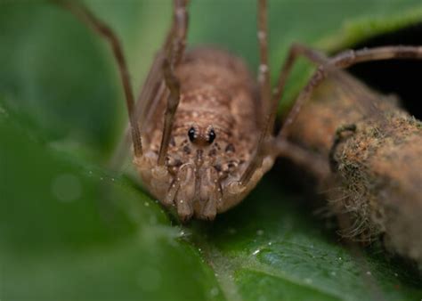 รูปภาพTriangularis – เลือกดูภาพถ่ายสต็อก เวกเตอร์ และวิดีโอ1,233 ...