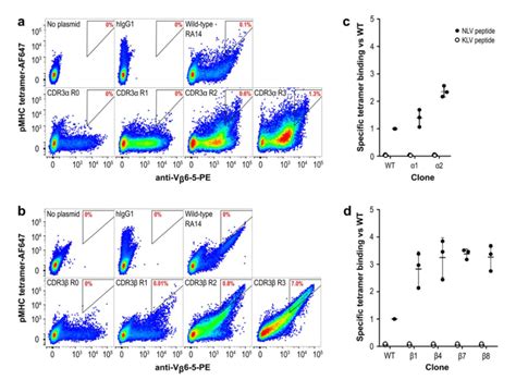 Ra14 Variants With Improved Tetramer Binding Can Be Isolated By Cho Download Scientific Diagram
