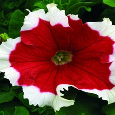 Petunia Daddy Series Flower Garden Seed 1000 Pelleted Seeds Color