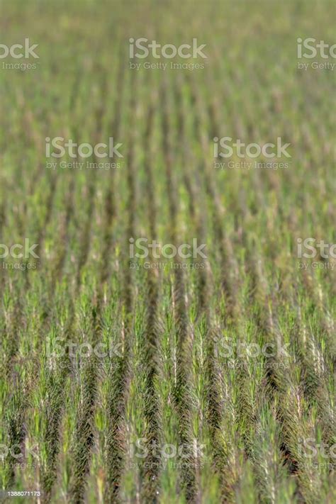 깔끔한 행에 매우 어린 소나무 묘목의 전체 프레임 낮은 각도 보기 전경에 초점 새싹에 대한 스톡 사진 및 기타 이미지 새싹 소나무 침엽수 한 줄로 Istock