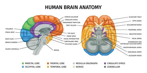Human Brain Anatomy Infographics 28573278 Vector Art At Vecteezy