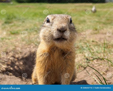Gopher Is Smiling And Looking At The Camera On The Lawn Close Up Stock
