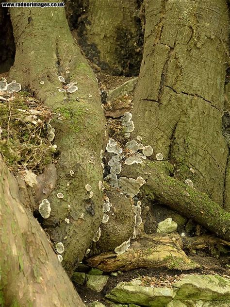 Lichen On Tree Trunk Picture Of