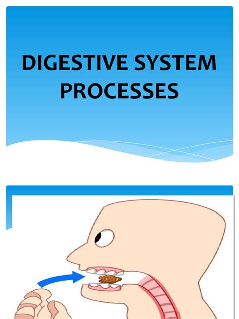 Digestive System Processes Pdf Digestion Human Digestive System