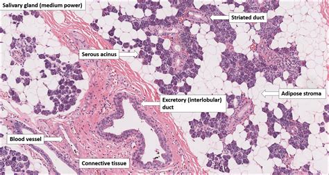Salivary Gland Normal Histology Nus Pathweb Nus Pathweb