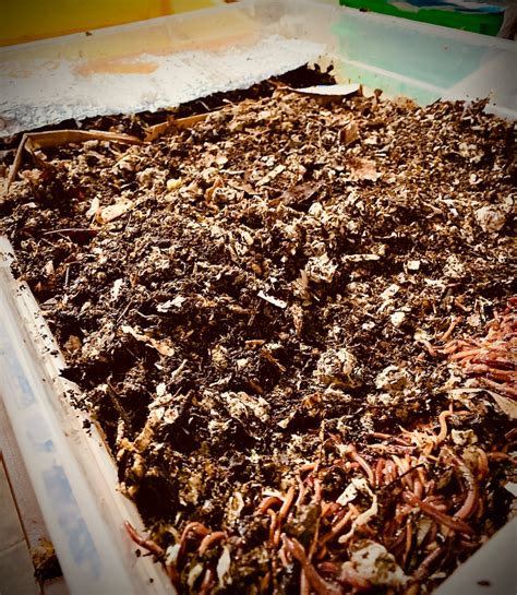 Coco Coir Brick Lbs BFLO Worm Works