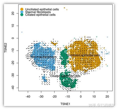 单细胞rna速率分析 2 R语言版rna速率分析分析及可视化 知乎