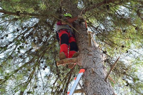 Tree Trimming Costs What Affects Pricing And How To Save