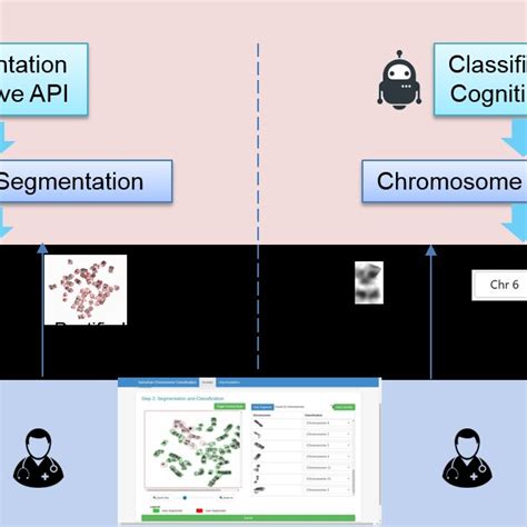 Chromosome Segmentation And Classification Download Scientific Diagram