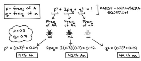 biol 201b midterm 1 evolution flashcards quizlet