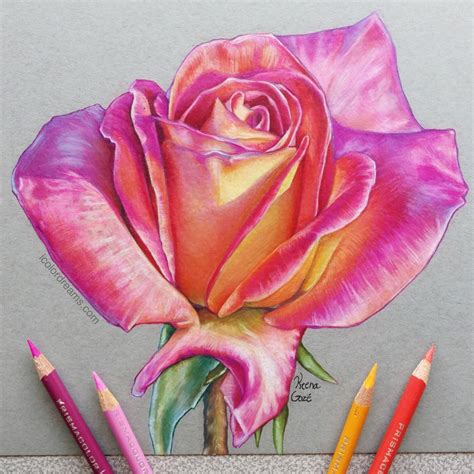 Sunset Rose Prismacolor Art Colored Pencil Artwork Realistic Flower