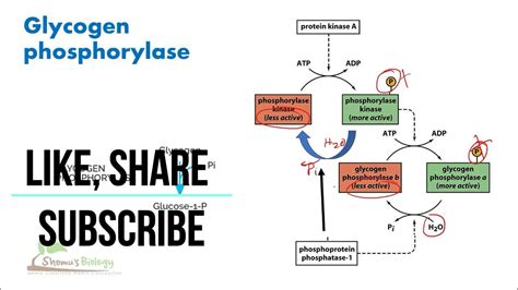 Glycogen Phosphorylase Regulation Youtube