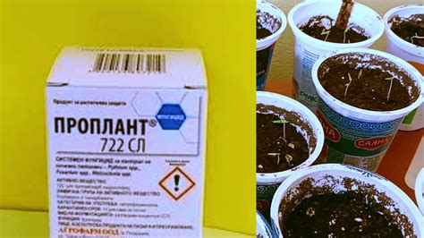 КАЛЕНДАР НА ЗЕМЕДЕЛЕЦА МАРТ АПРИЛ Какво трябва да направим през този период в градината