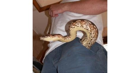Man Charged With Smuggling Pythons In His Pants Kake
