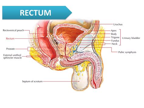 Colon And Rectum Surgical Anatomy And Physiology Pptx