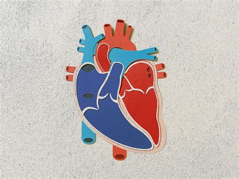 Right Bundle Branch Block Symptoms Treatment And Outlook