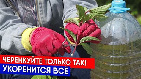 Черенкуйте только так! Укоренится всё - YouTube