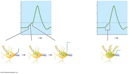 Temporal And Spatial Summation Of Excitatory Postsynaptic Potentials Diagram Quizlet