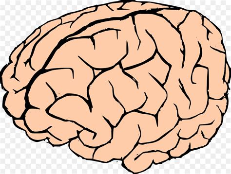 Human Brain Free Content Public Domain Clip Art Brain Cliparts
