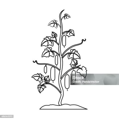 오이 흰색 배경에 고립 개요 스타일에서 아이콘 공장 기호 주식 벡터 일러스트 레이 션 과일에 대한 스톡 벡터 아트 및 기타 이미지 과일 농업 농장 Istock