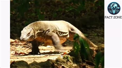 მსოფლიოს ყველაზე უცნაური ცხოველები და ქვეწარმავლები Youtube