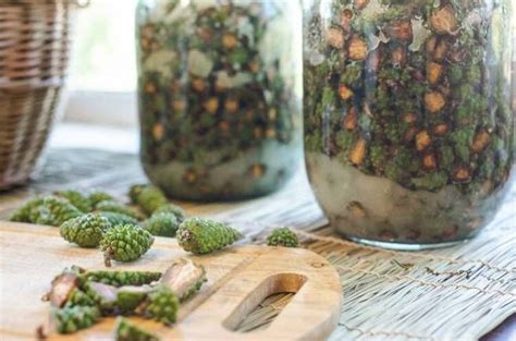 Сосновые шишки лечебные свойства когда собирать и как применять