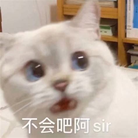 不会吧啊sir 猫 堆糖，美图壁纸兴趣社区