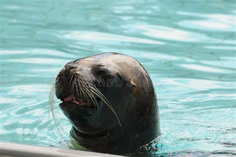 Adult Seal Stock Photo Image Of Sealion Head Mammal