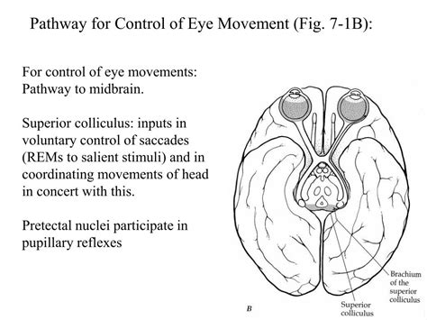 PPT Visual System PowerPoint Presentation Free Download ID 6909191