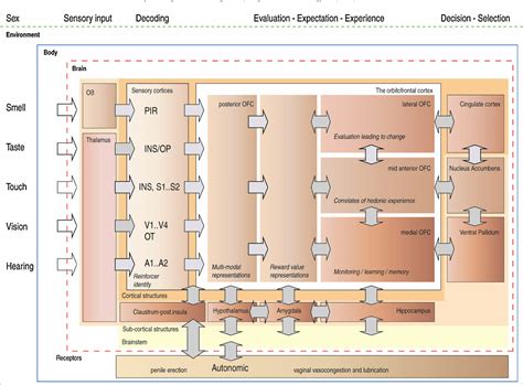 Figure 7 From The Human Sexual Response Cycle Brain Imaging Evidence Figure 7 From The Human Sexual Response Cycle Brain Imaging Evidence