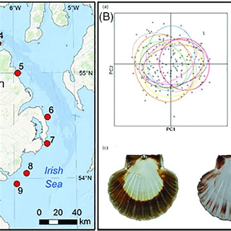 Scanning Electron Micrographs Showing The Diversity Of Bivalve Shell Download Scientific