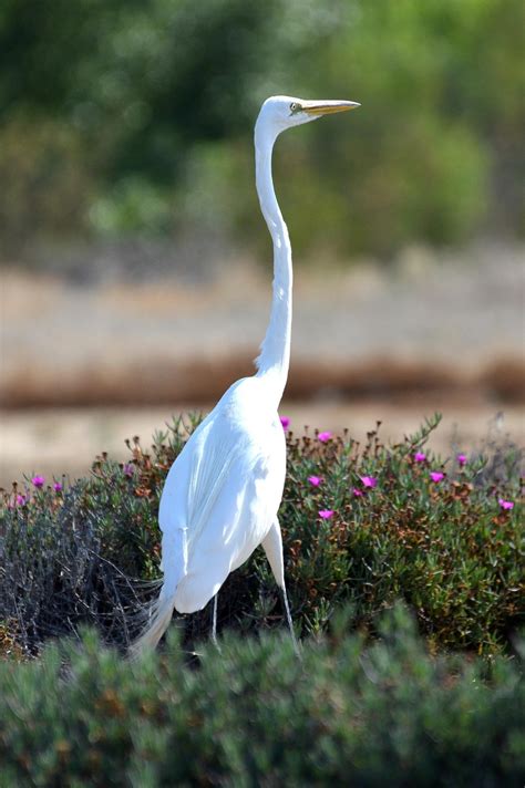 백로 새 깃털 Pixabay의 무료 사진 Pixabay