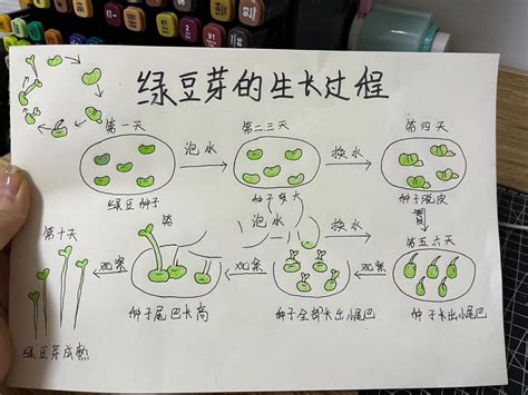 绿豆生长过程的简笔画九个图片（12张） 简笔画图片大全
