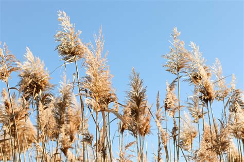 가벼운 파스텔 색상 대지 층 대자 씨앗으로 야외에서 드라이 리드 베이지 리드 잔디 팜파 잔디 추상적 인 자연 배경 무성 색으로 아름다운 패턴 미니멀하고 스타일리시한 트렌드