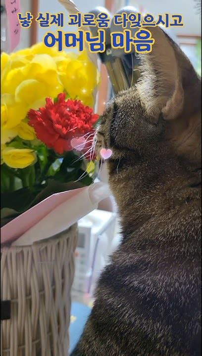 낳실제 괴로움 다잊으시고 어머님 마음 ️아들 딸이 엄마가 좋아하는곳 모셔가고 싶은데 엄마는 거동을 못한다는ㅠㅠ 어버이날 어버이날챌린지 어버이날선물 어버이은혜