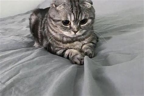 三花猫和玳瑁猫有什么区别