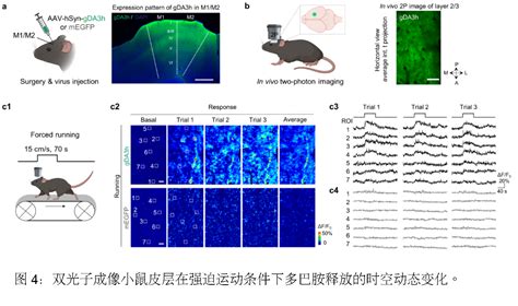 新升级第三代红绿多巴胺探针工具包上线 生物科技 健康一线资讯