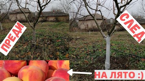 Зазимяване на овощната градина Подготовка на овошките за зимата Youtube