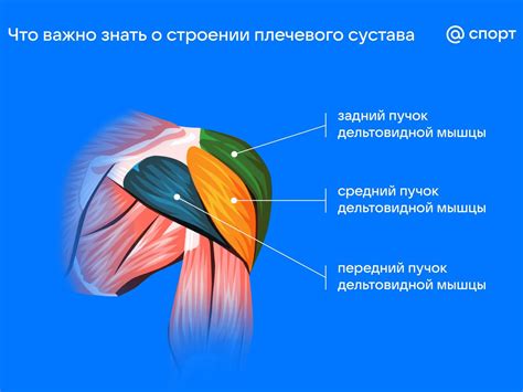 Упражнения на плечи 8 эффективных упражнений как накачать задние передние дельты в спортивном