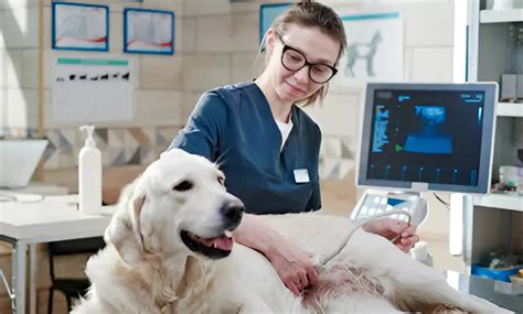 Revolutionizing Veterinary Fpga Based Ultrasound With Enclustra Solutions Embedded Computing